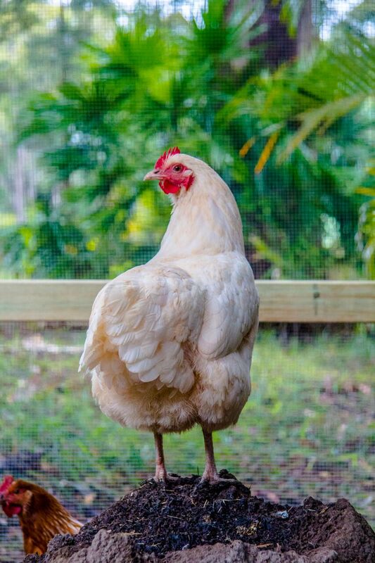 Chicken photography competition - get creative for good! - Kyeema ...