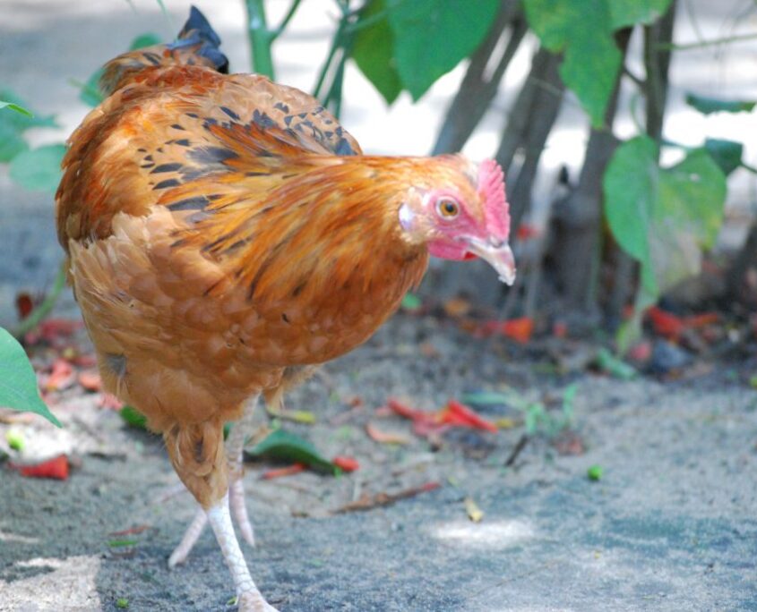 What exactly are indigenous chickens? - Kyeema Foundation