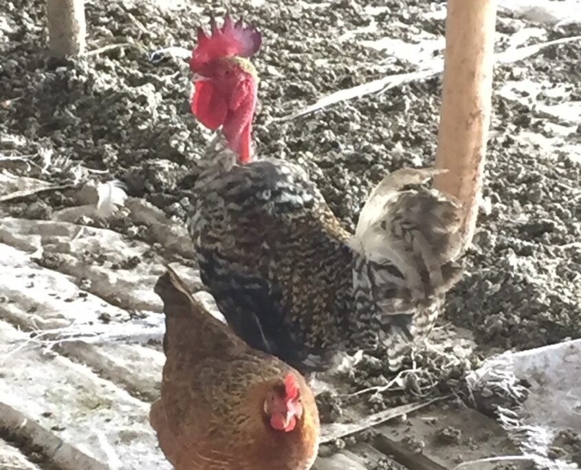 What exactly are indigenous chickens? - Kyeema Foundation